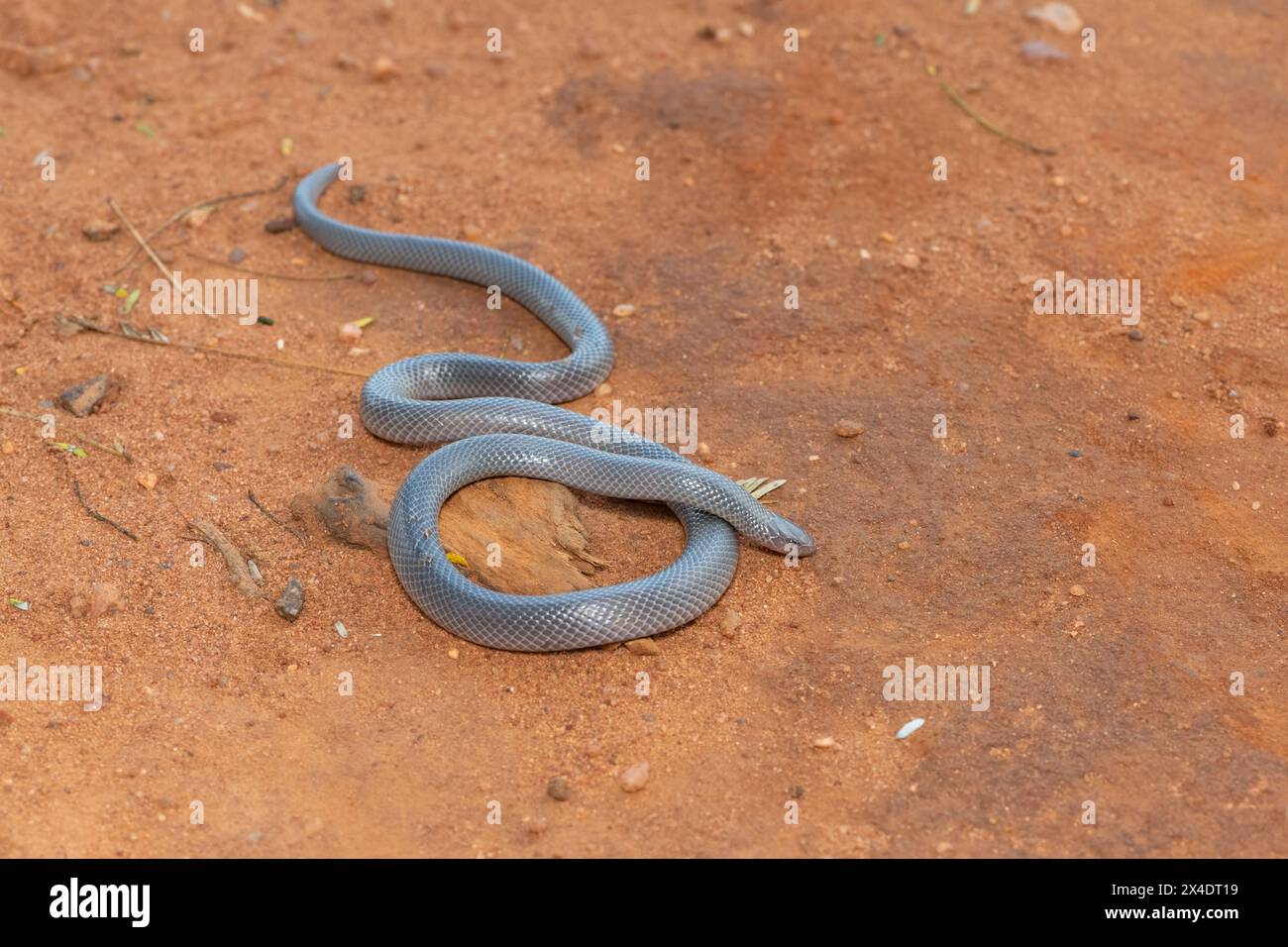 A venomous Bibrons Stiletto Snake (Atractaspis bibronii) in the wild ...