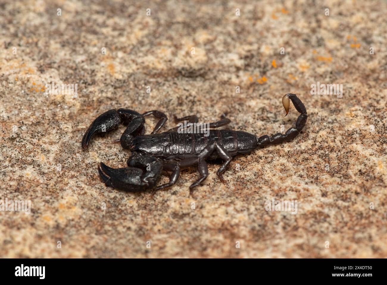 A beautiful Tree Creeper (Opisthacanthus asper) in the wild Stock Photo ...