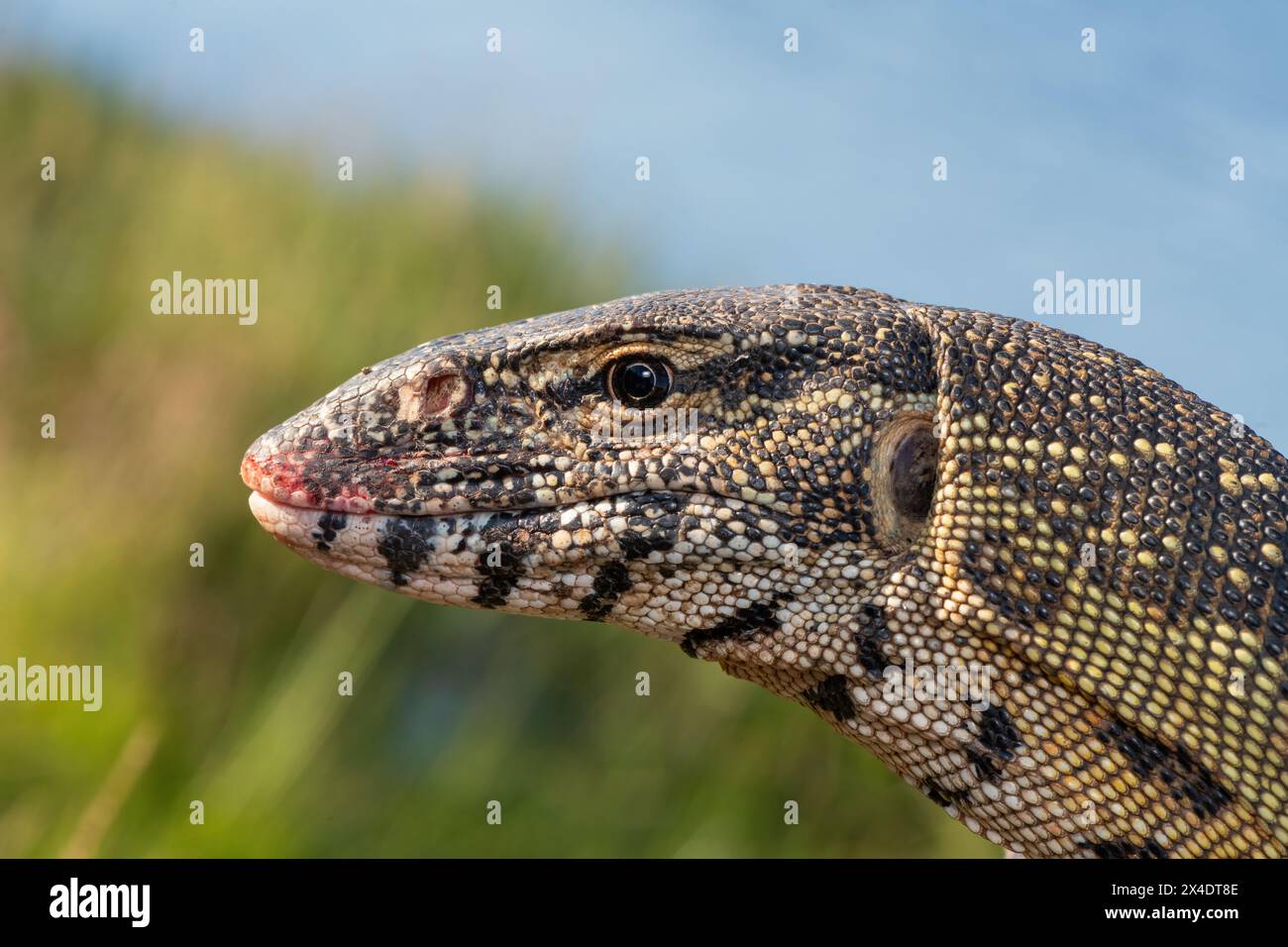 Nile monitor/ water monitor (Varanus niloticus Stock Photo - Alamy