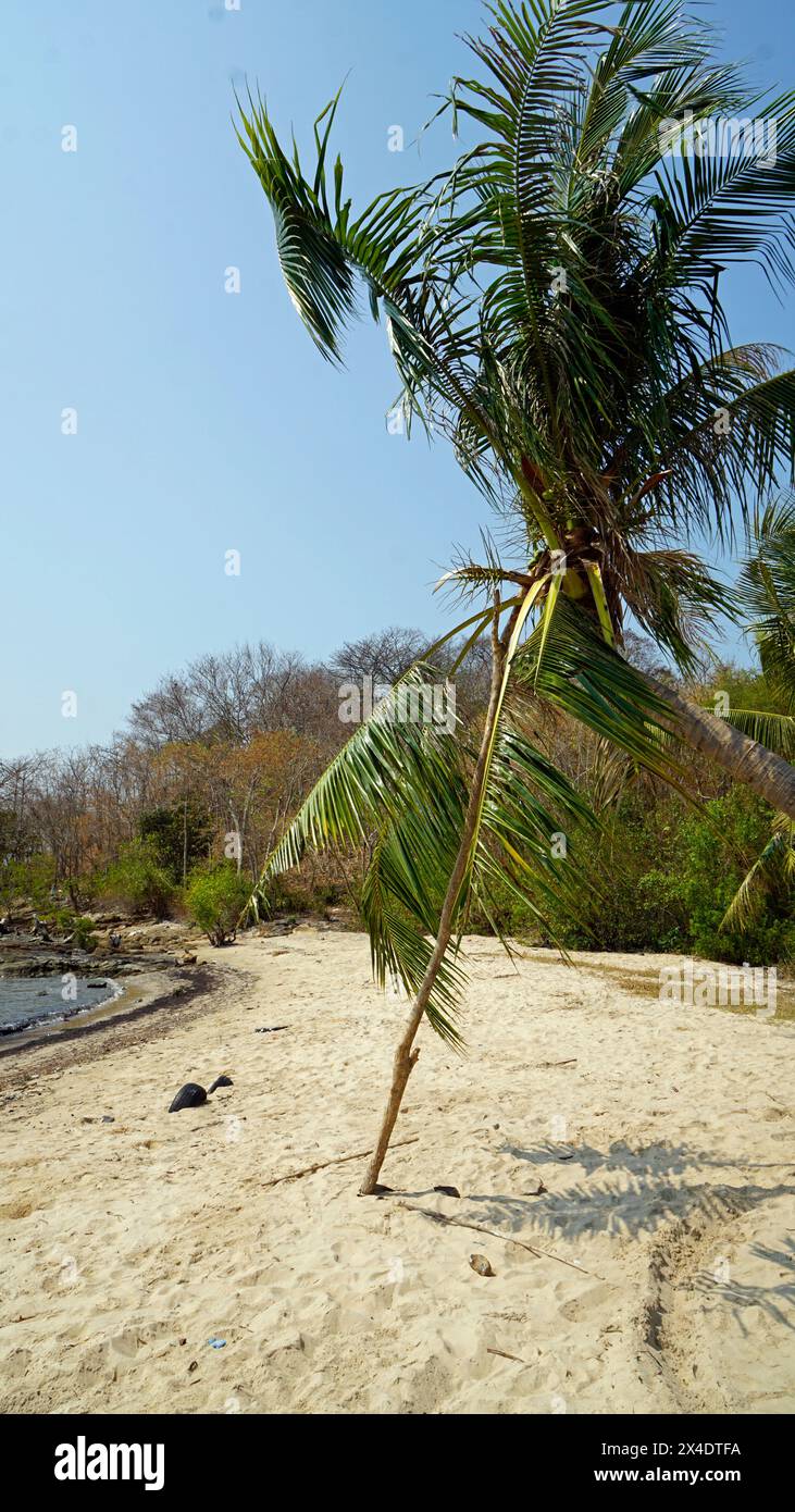 natural coconut beach near kampot in cambodia Stock Photo - Alamy