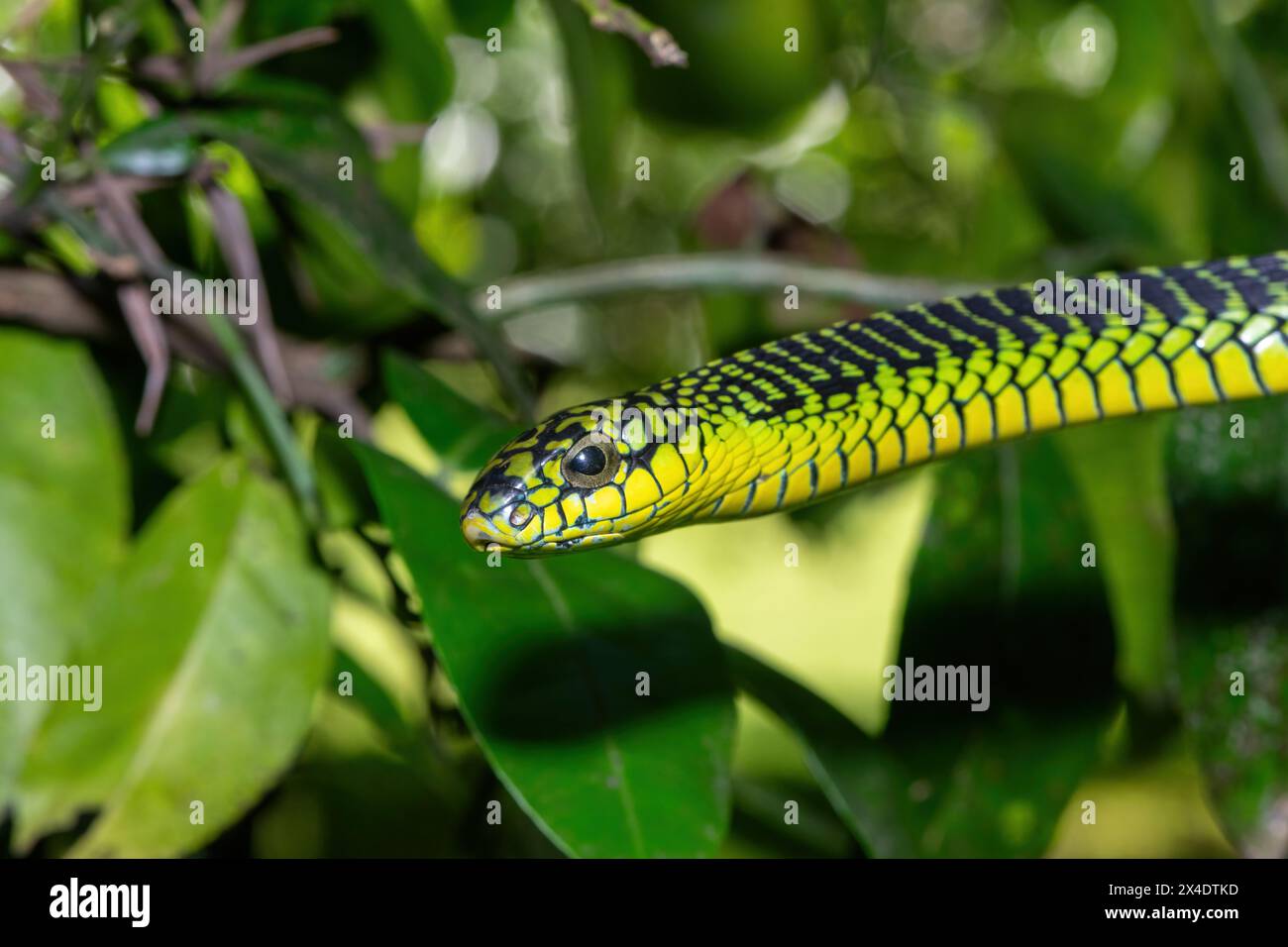 The vibrant colours of a highly venomous adult male boomslang ...
