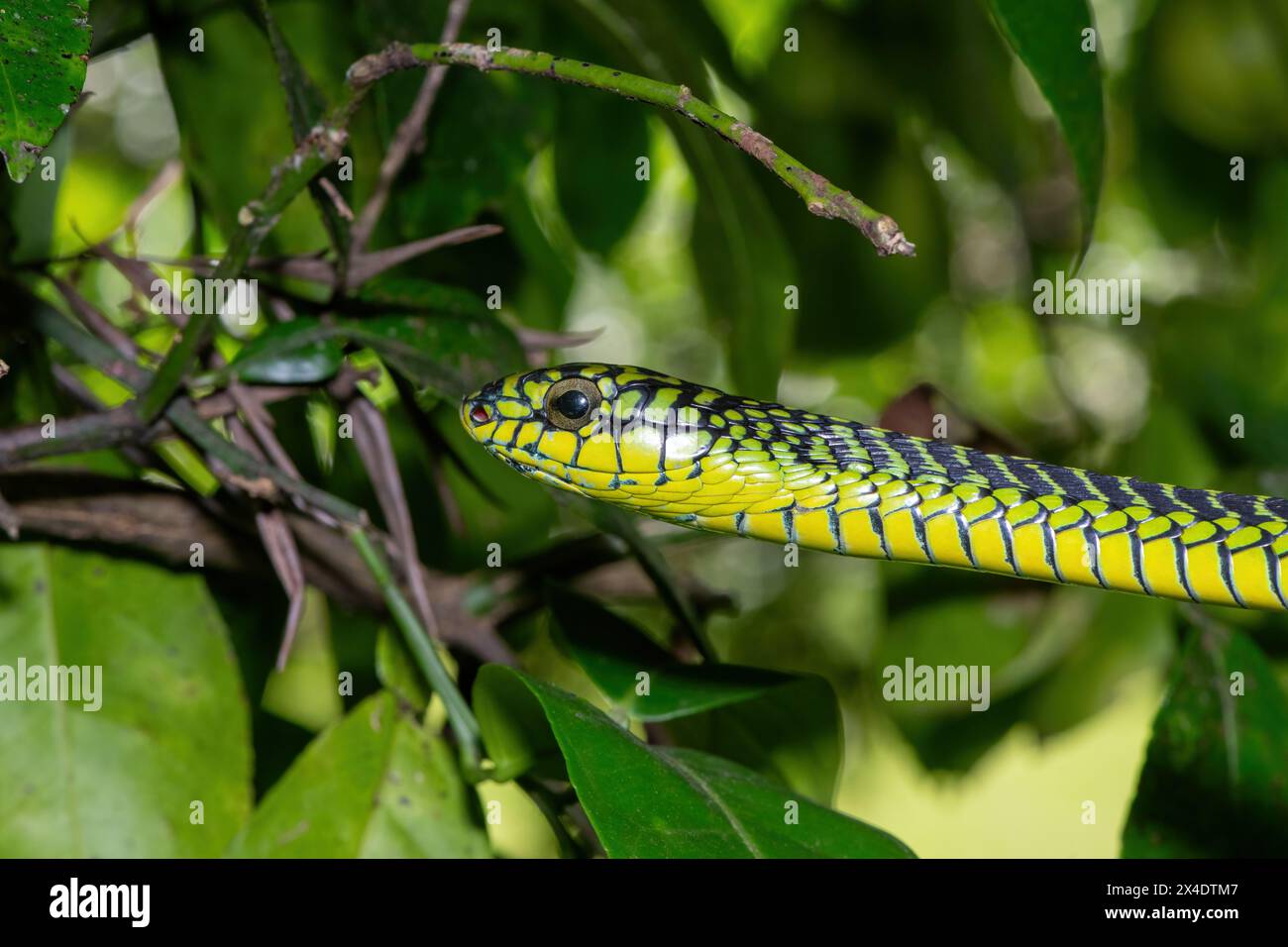 The vibrant colours of a highly venomous adult male boomslang ...