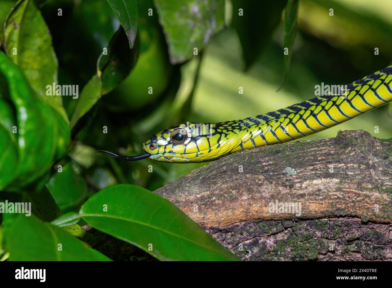 The vibrant colours of a highly venomous adult male boomslang ...