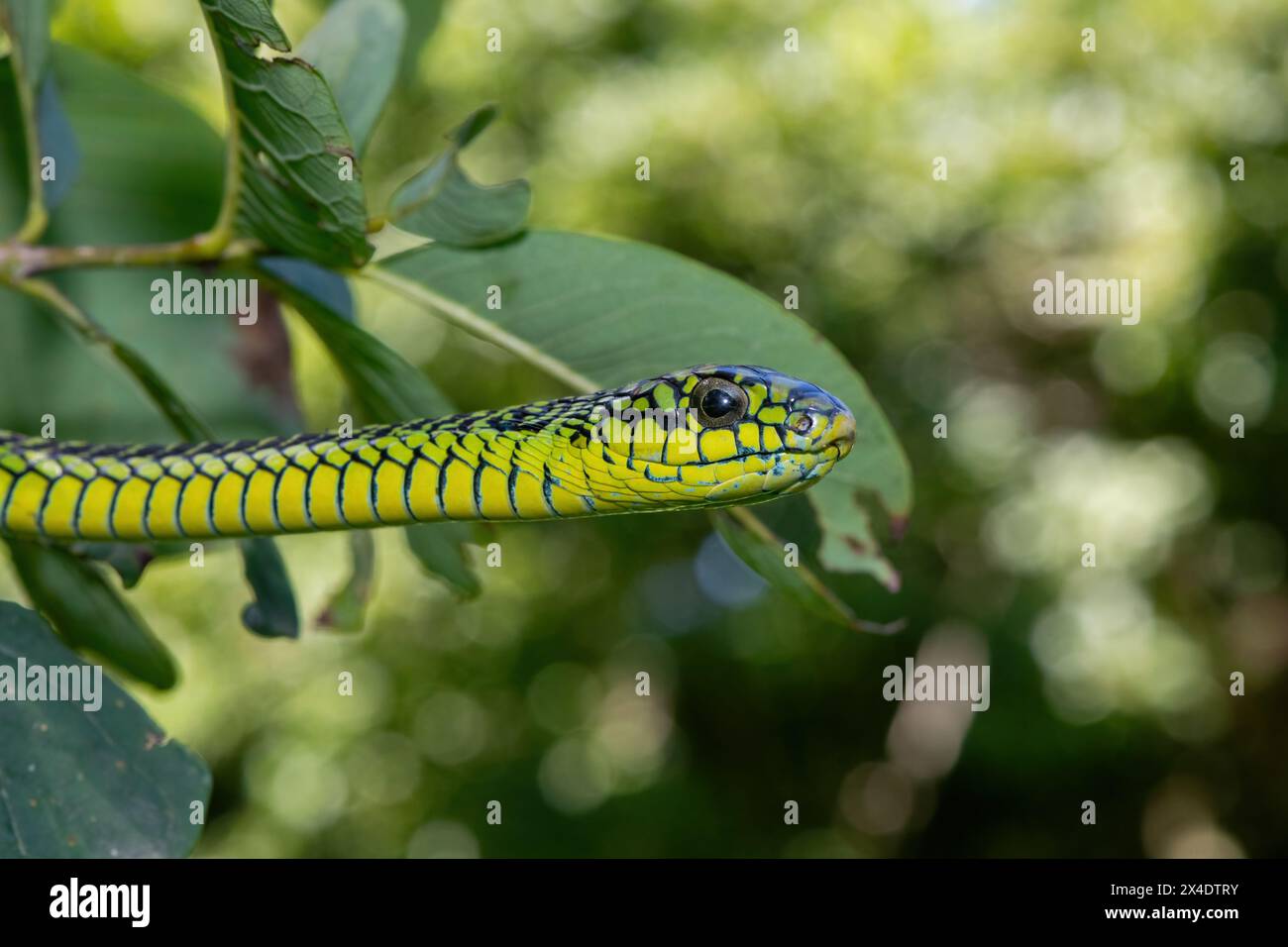 The vibrant colours of a highly venomous adult male boomslang ...