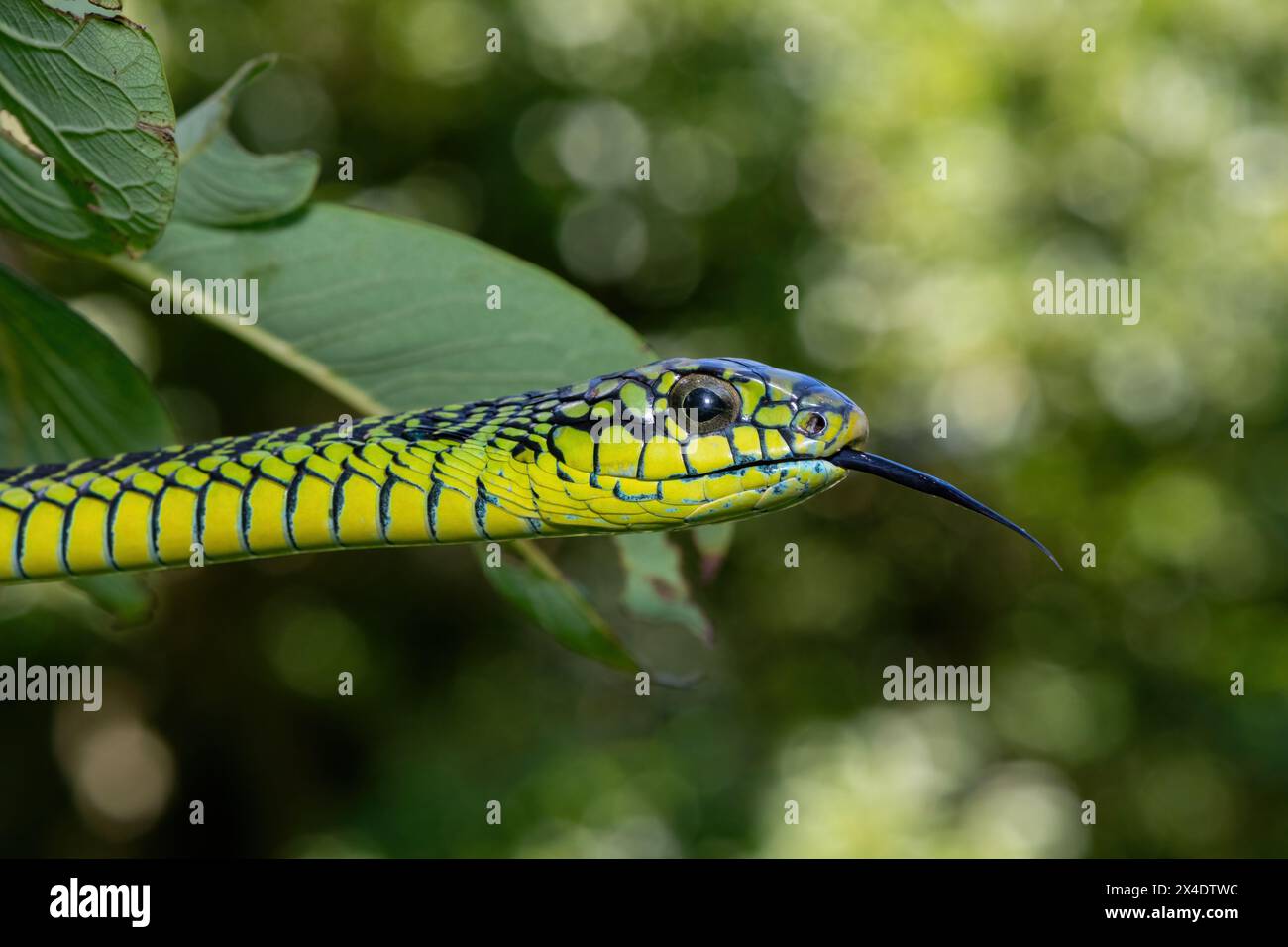The vibrant colours of a highly venomous adult male boomslang ...