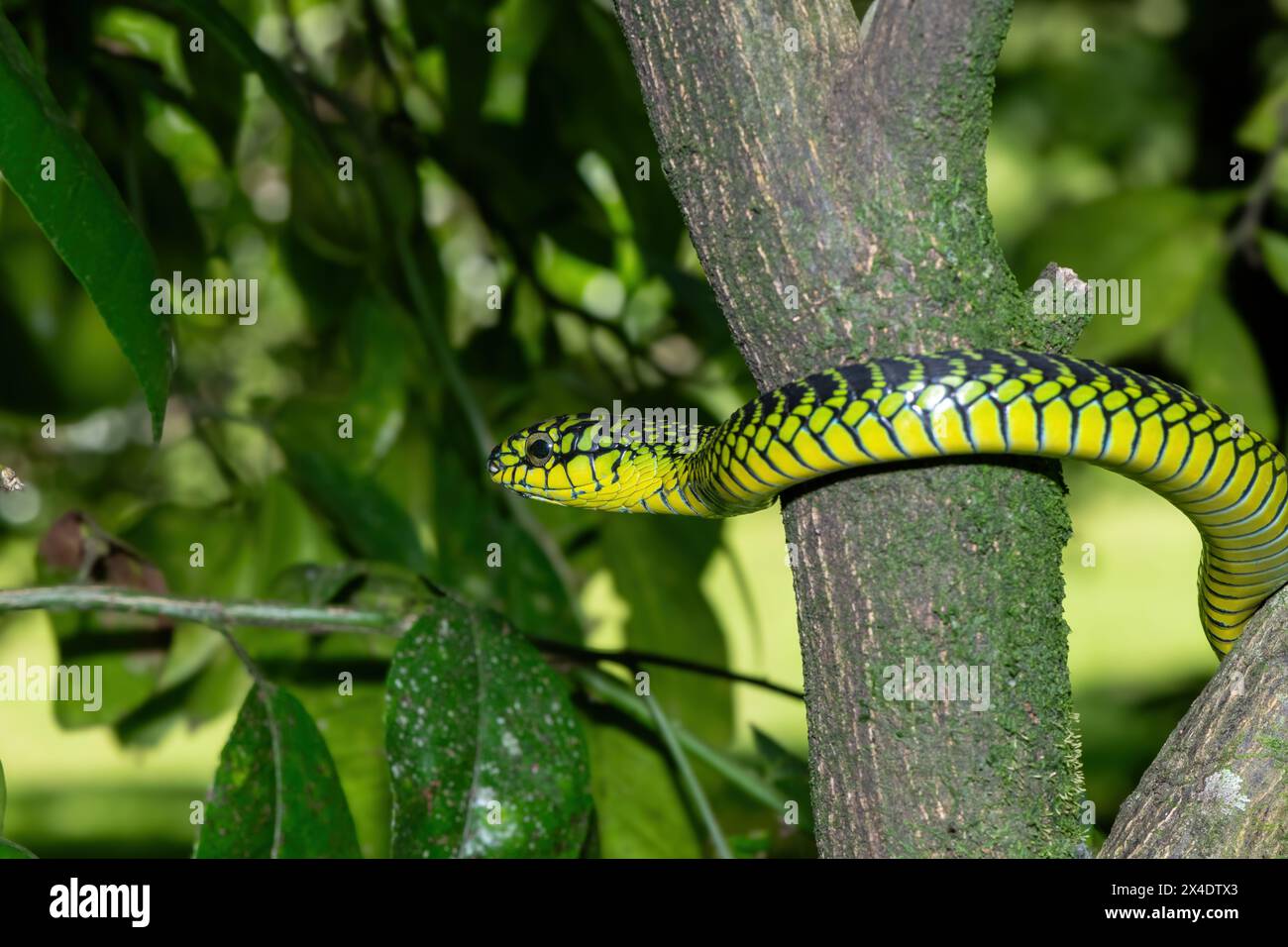 The vibrant colours of a highly venomous adult male boomslang ...