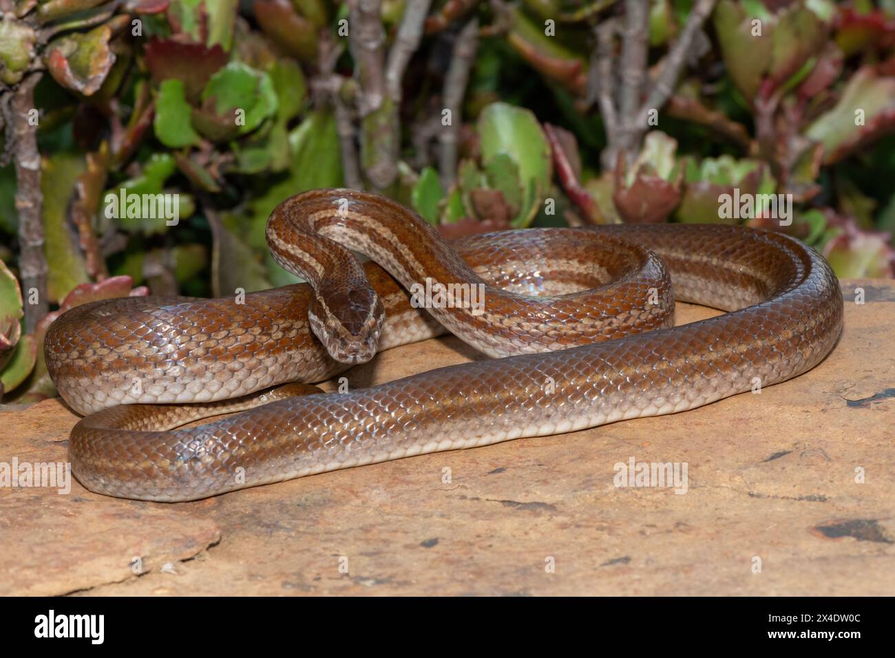 A beautiful adult brown house snake (Boaedon capensis) in the wild ...