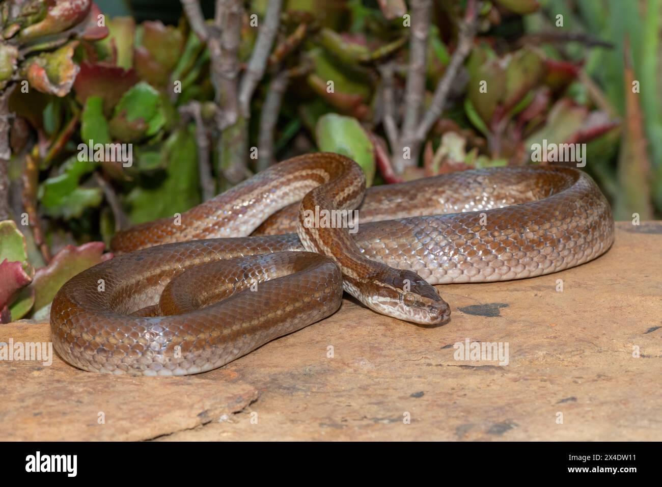 A beautiful adult brown house snake (Boaedon capensis) in the wild ...