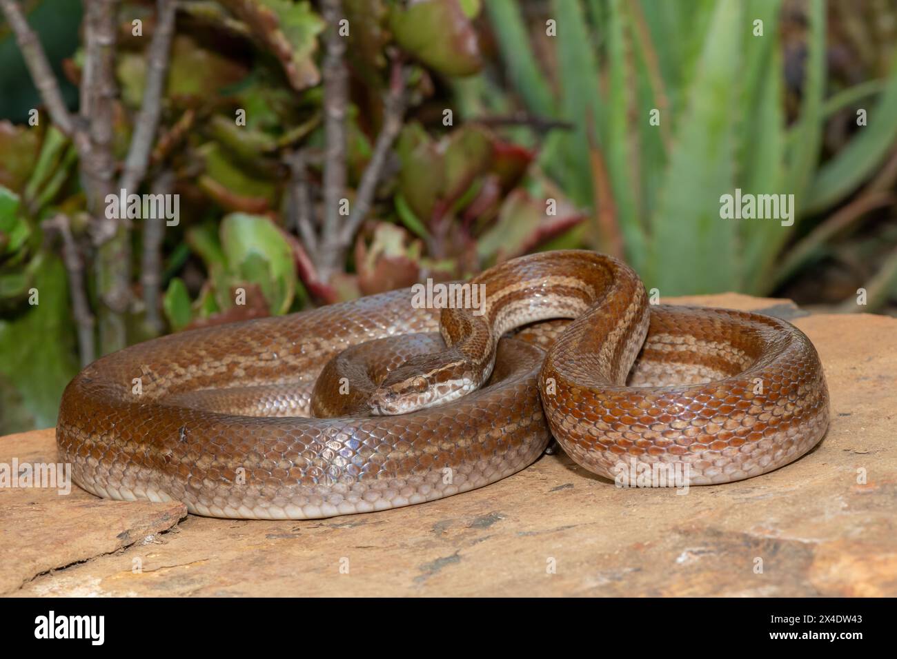 A beautiful adult brown house snake (Boaedon capensis) in the wild ...