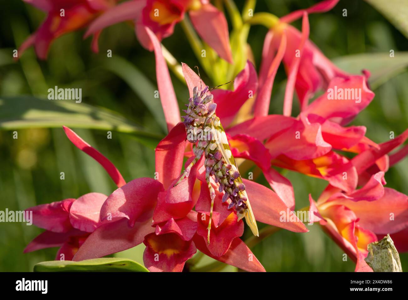 A spiny flower mantis (Pseudocreobotra ocellata) displaying its ...