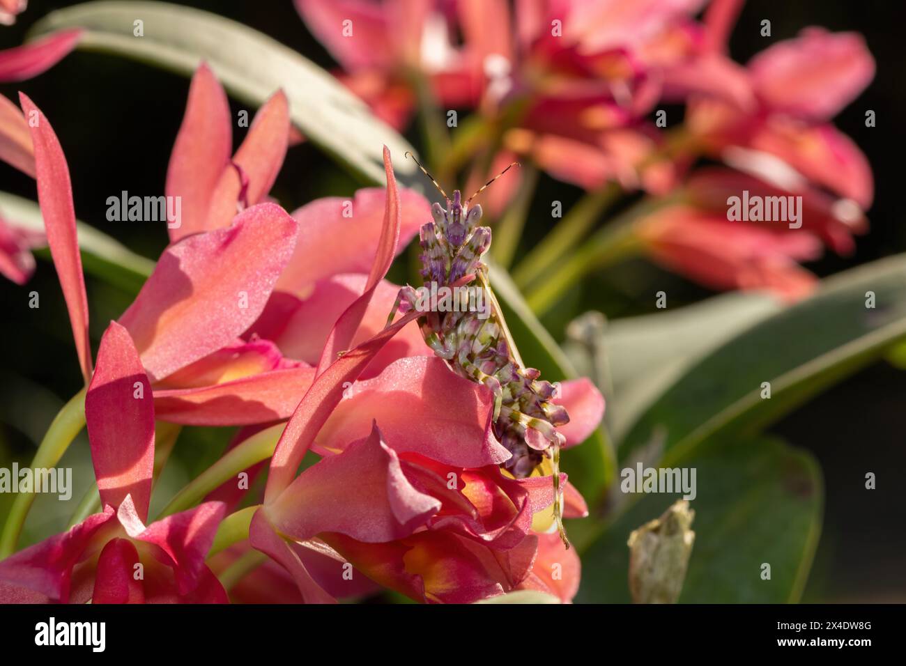 A spiny flower mantis (Pseudocreobotra ocellata) displaying its ...