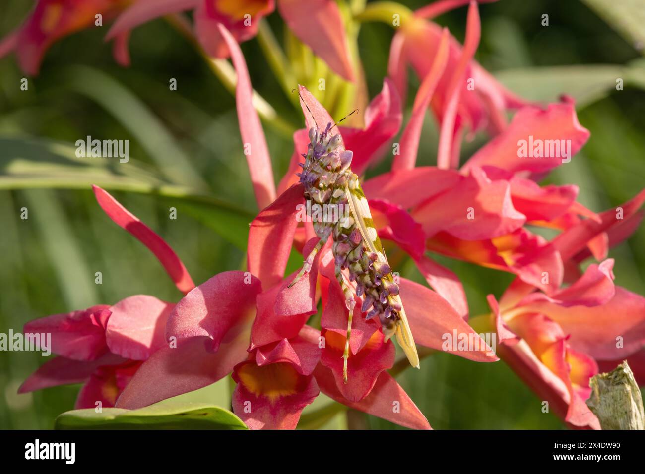 A spiny flower mantis (Pseudocreobotra ocellata) displaying its ...