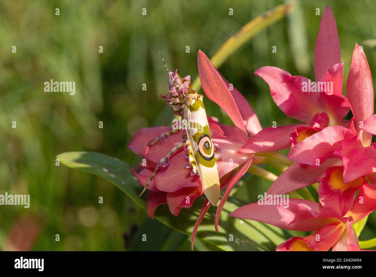 A spiny flower mantis (Pseudocreobotra ocellata) displaying its ...