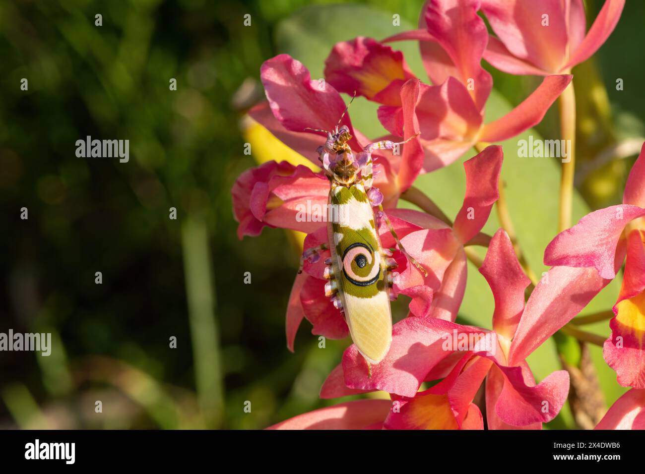 A spiny flower mantis (Pseudocreobotra ocellata) displaying its ...