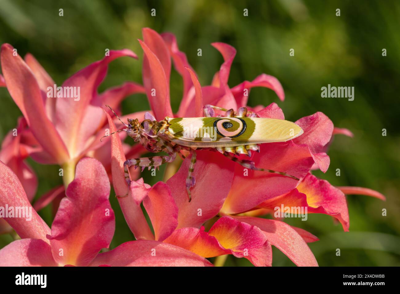 A spiny flower mantis (Pseudocreobotra ocellata) displaying its ...
