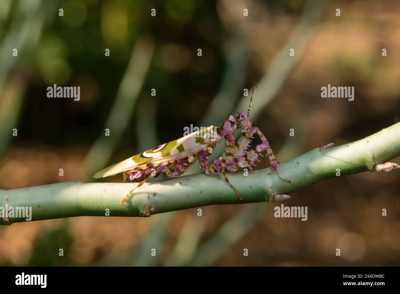 A spiny flower mantis (Pseudocreobotra ocellata) displaying its ...