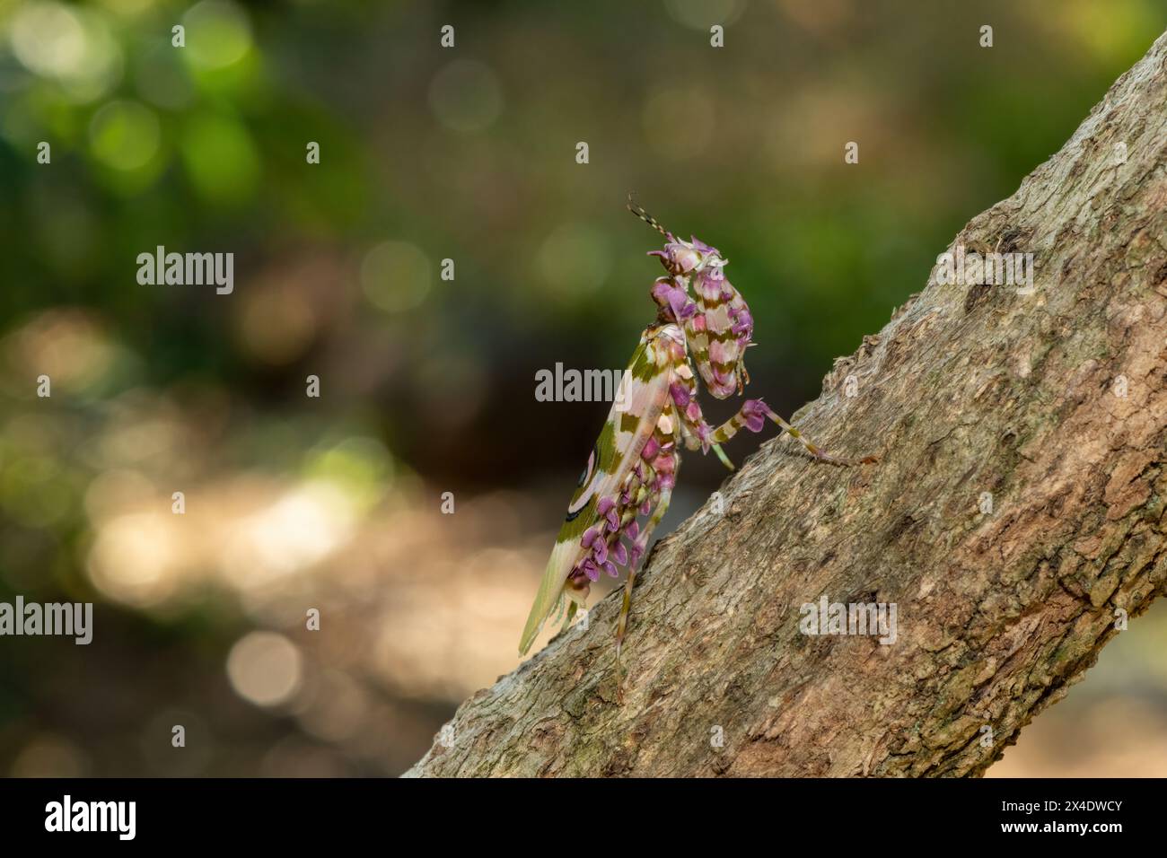 A spiny flower mantis (Pseudocreobotra ocellata) displaying its ...