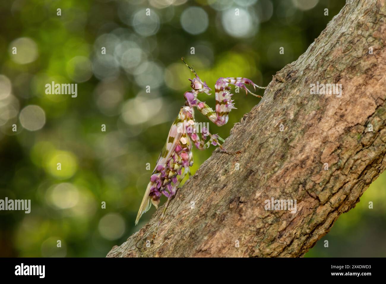 A spiny flower mantis (Pseudocreobotra ocellata) displaying its ...