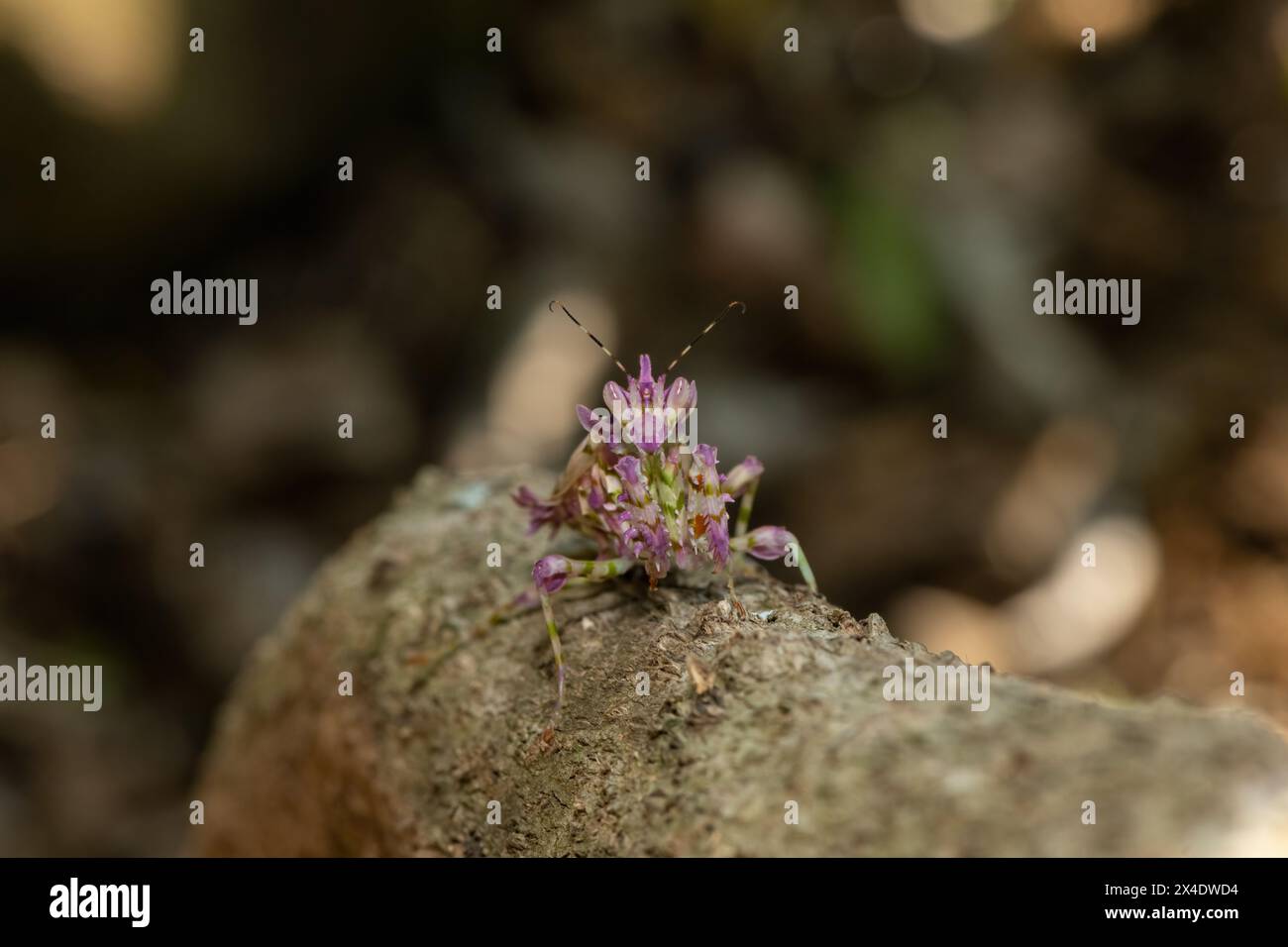 A spiny flower mantis (Pseudocreobotra ocellata) displaying its ...