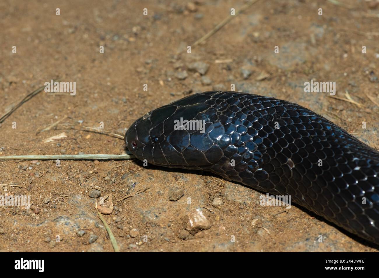 Natal black snake hi-res stock photography and images - Alamy