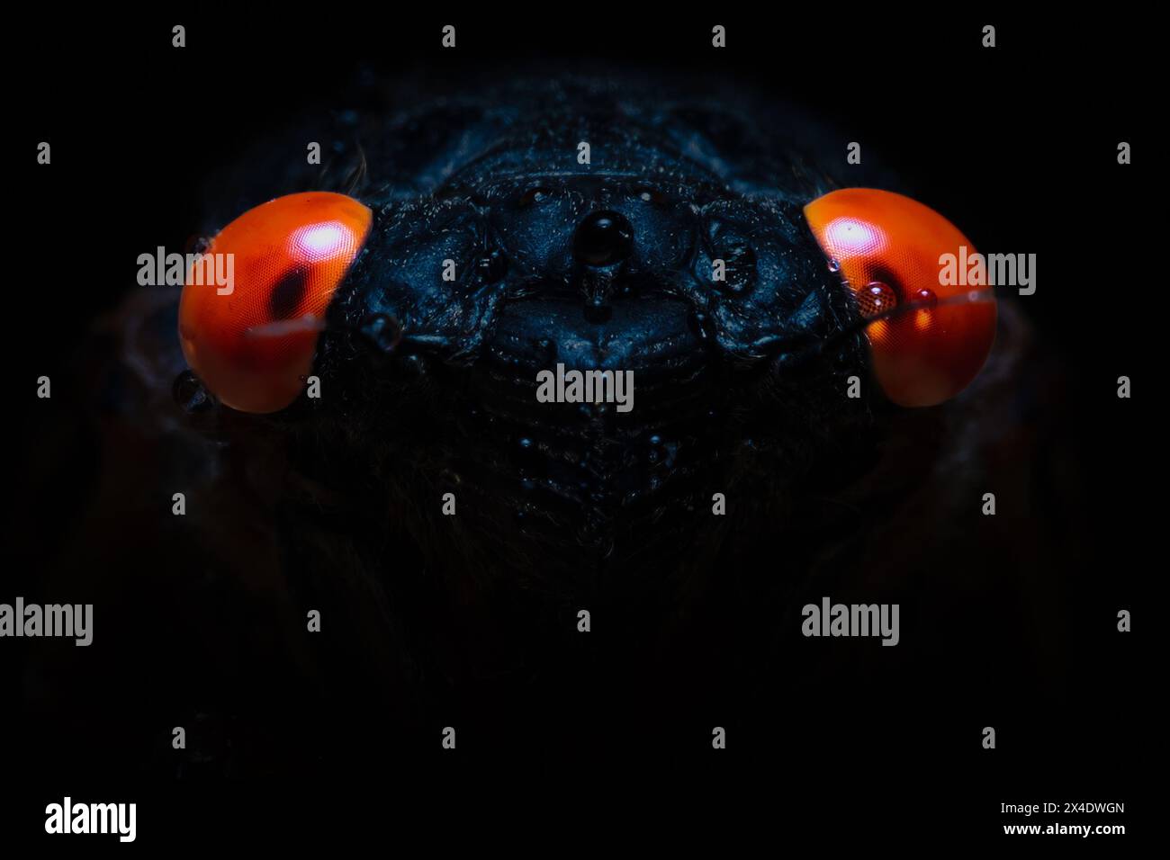 Exaggerated creepy edit of Riley's 13-year Cicada (Magicicada tredecim ...