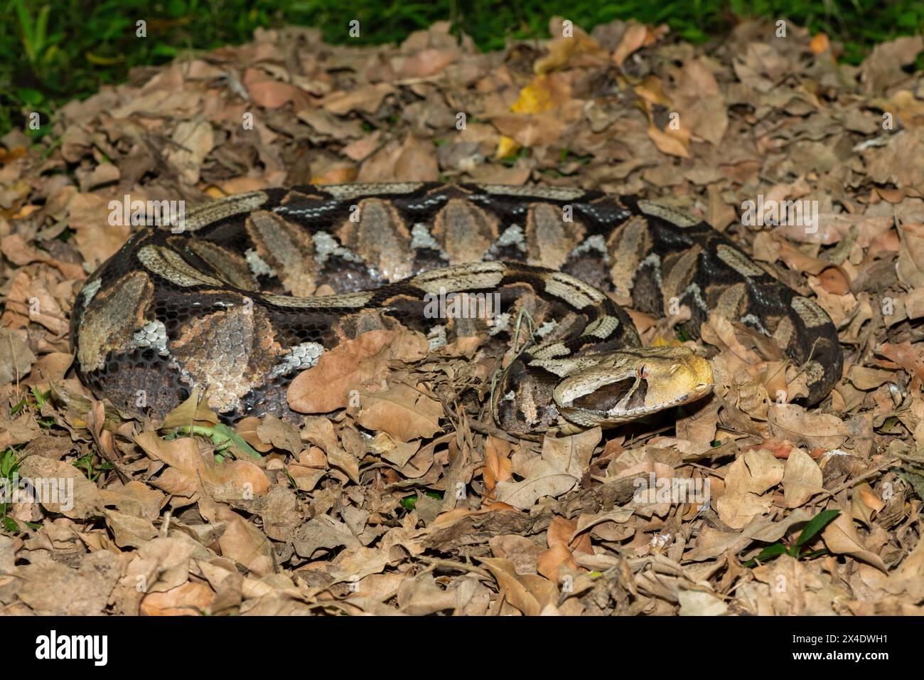 The beautiful camouflage of the Gaboon Adder (Bitis gabonica), also ...