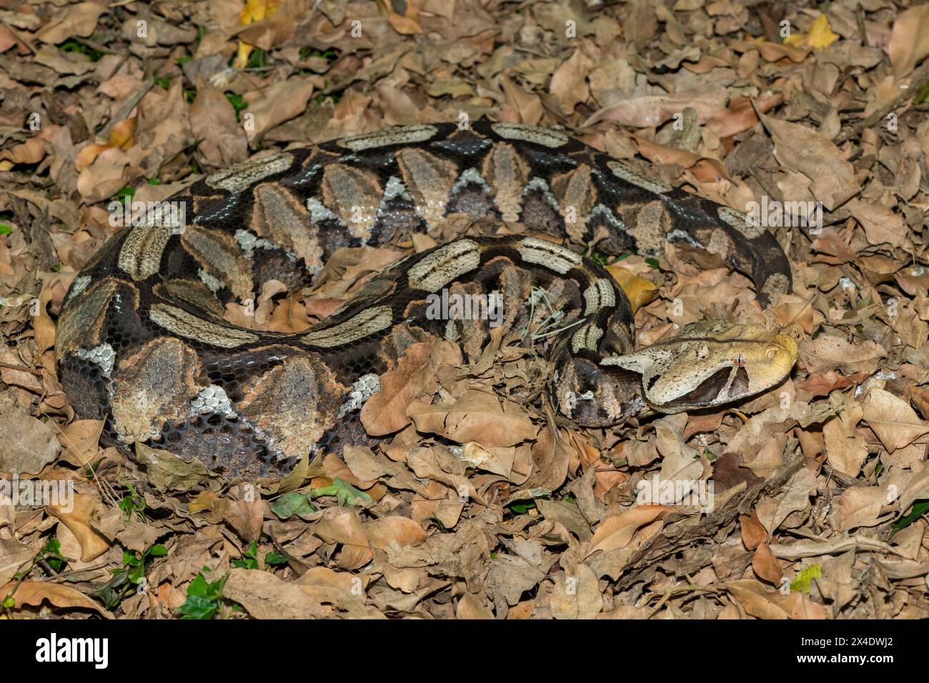 The beautiful camouflage of the Gaboon Adder (Bitis gabonica), also ...
