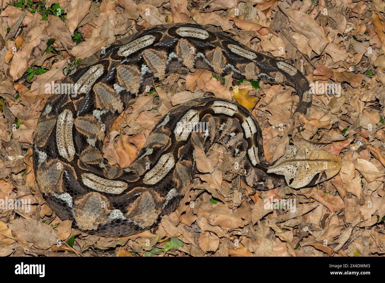 The beautiful camouflage of the Gaboon Adder (Bitis gabonica), also ...