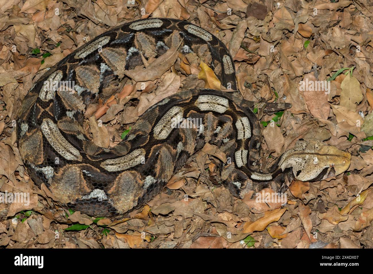 The beautiful camouflage of the Gaboon Adder (Bitis gabonica), also ...