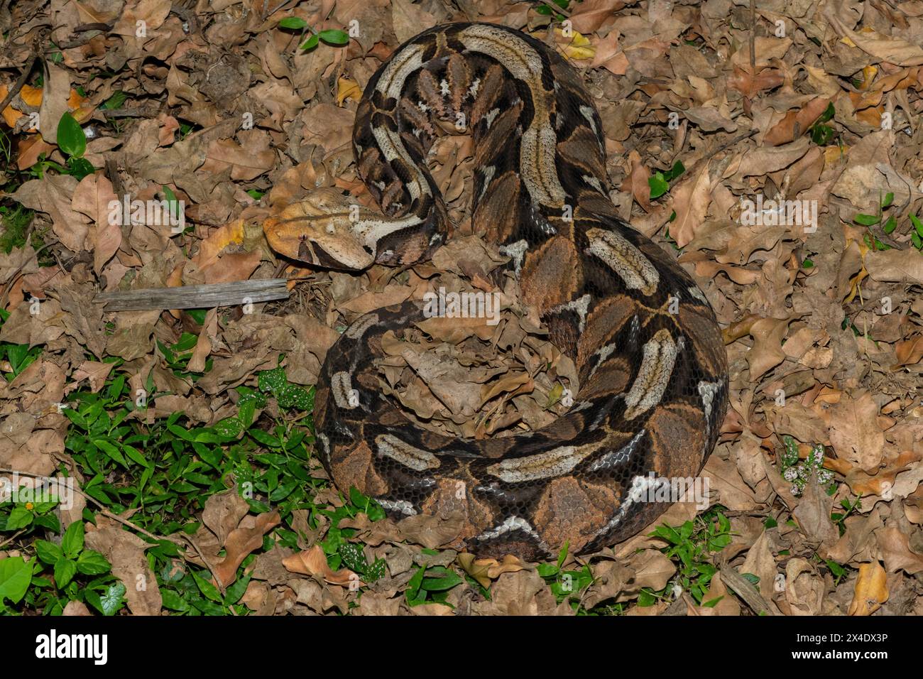 The beautiful camouflage of the Gaboon Adder (Bitis gabonica), also ...