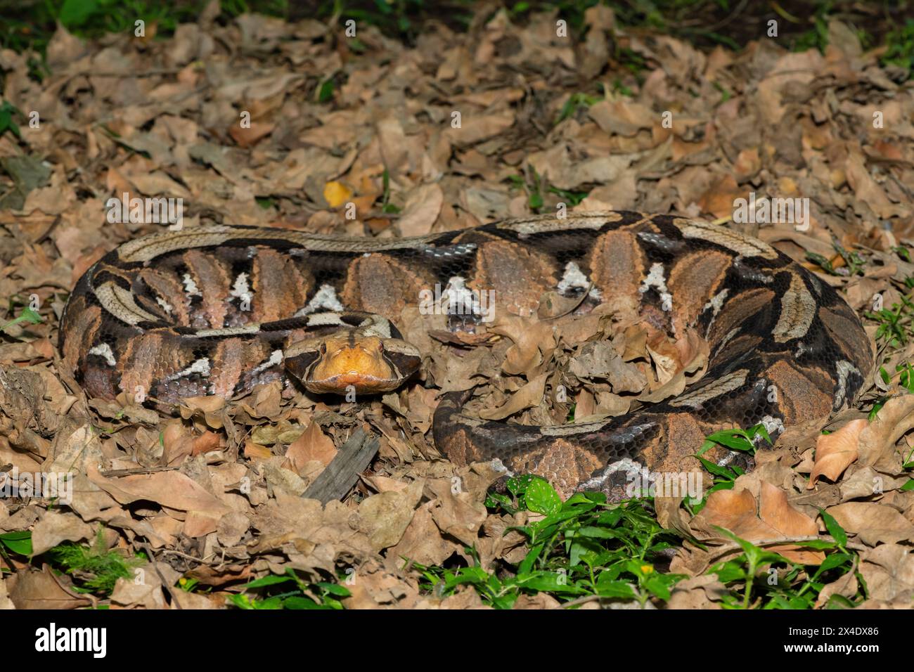 The beautiful camouflage of the Gaboon Adder (Bitis gabonica), also ...