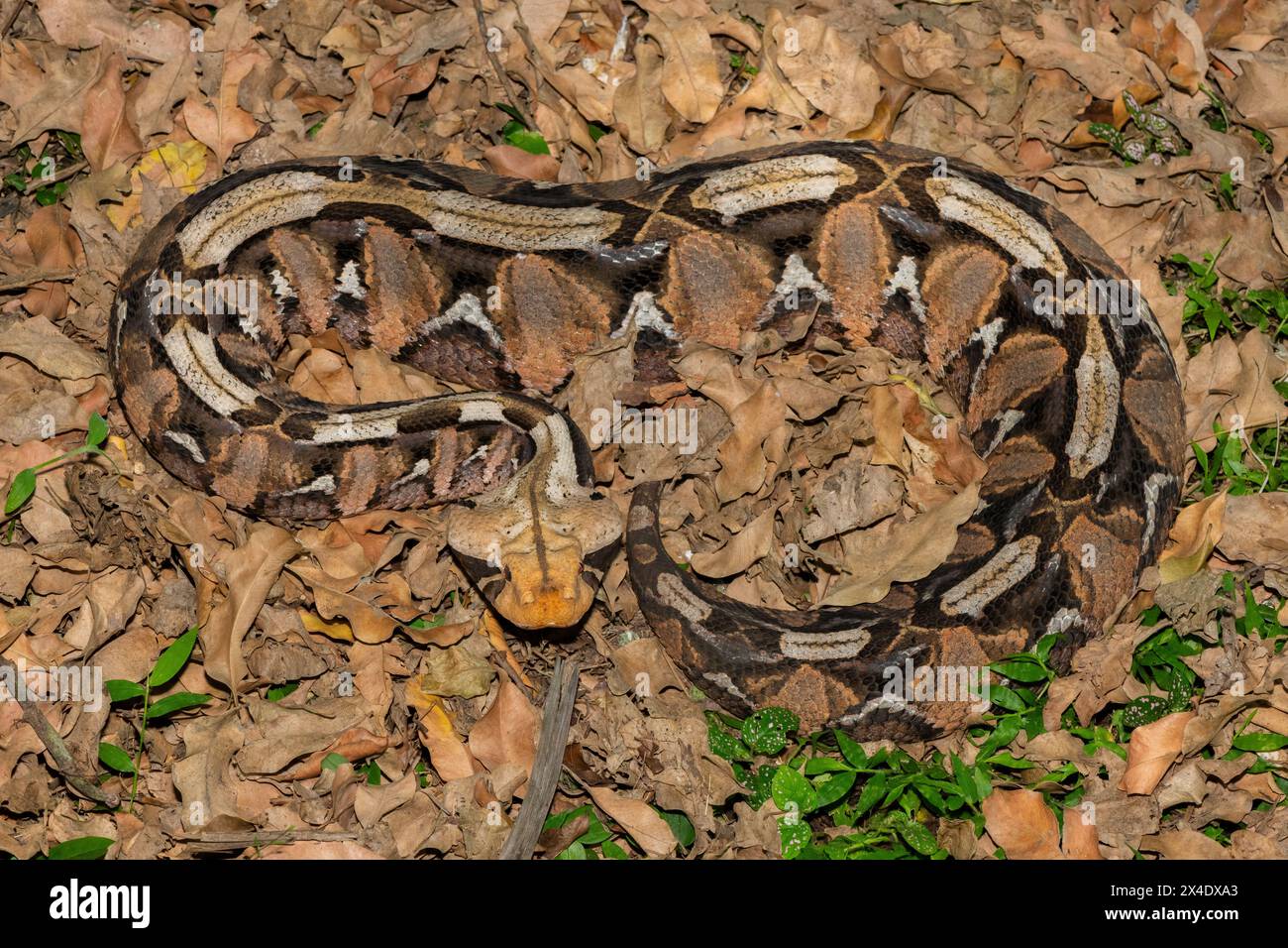 The beautiful camouflage of the Gaboon Adder (Bitis gabonica), also ...
