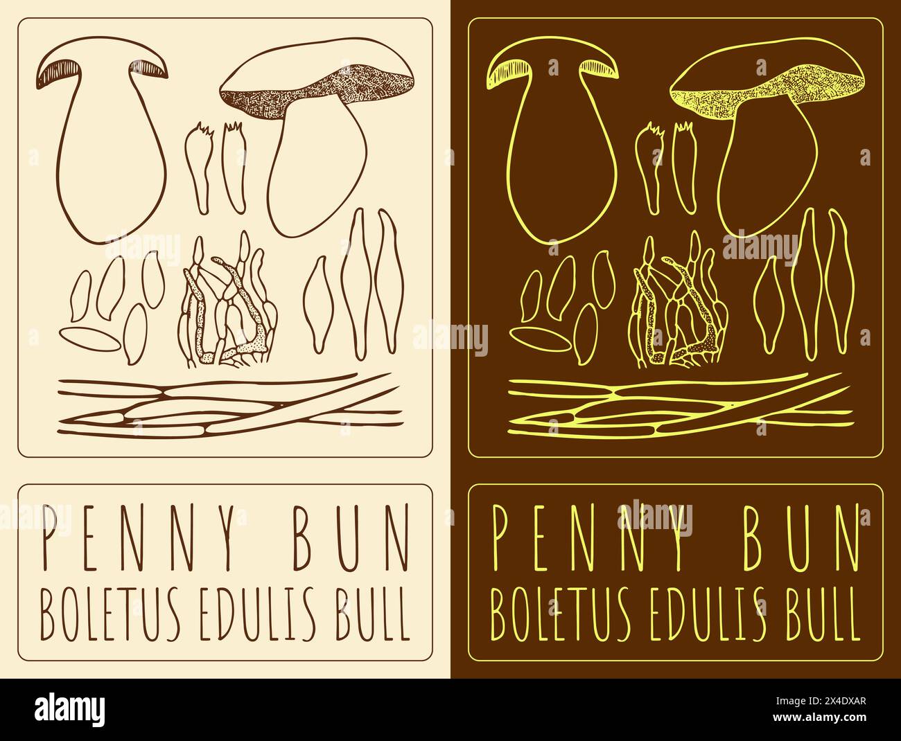 Vector drawing PENNY BUN. Hand drawn illustration. The Latin name is ...