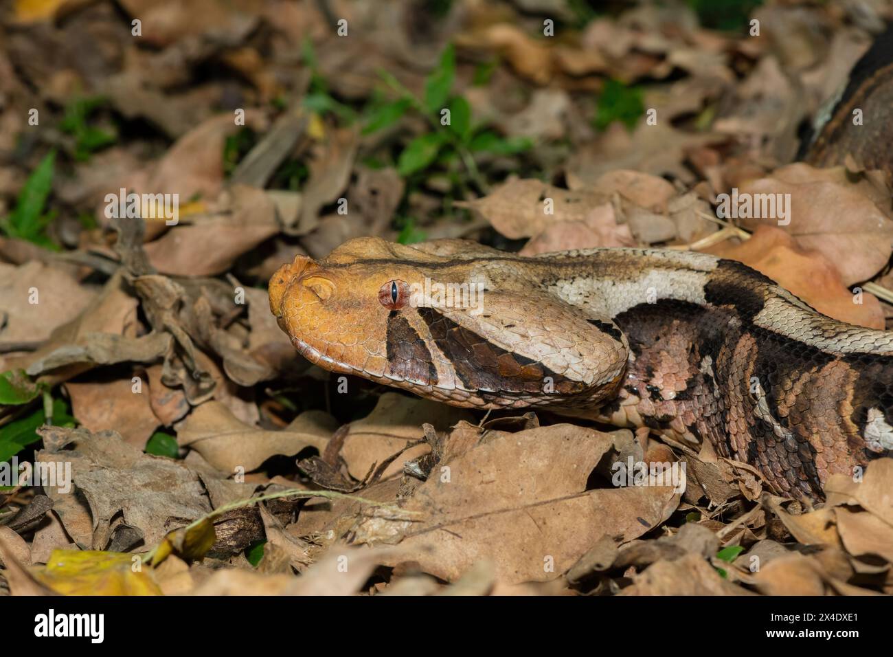 The beautiful camouflage of the Gaboon Adder (Bitis gabonica), also ...