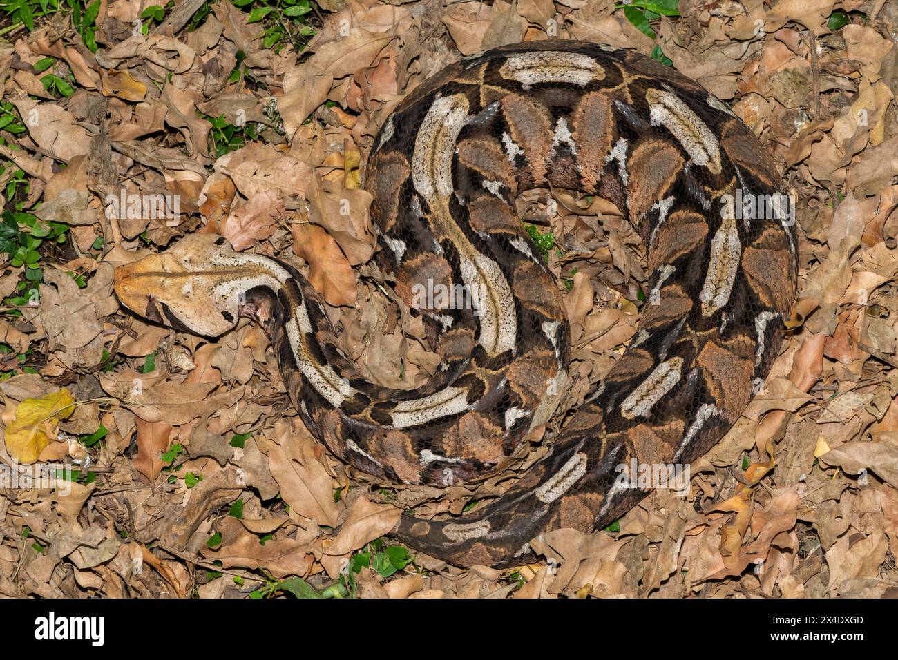 The beautiful camouflage of the Gaboon Adder (Bitis gabonica), also ...