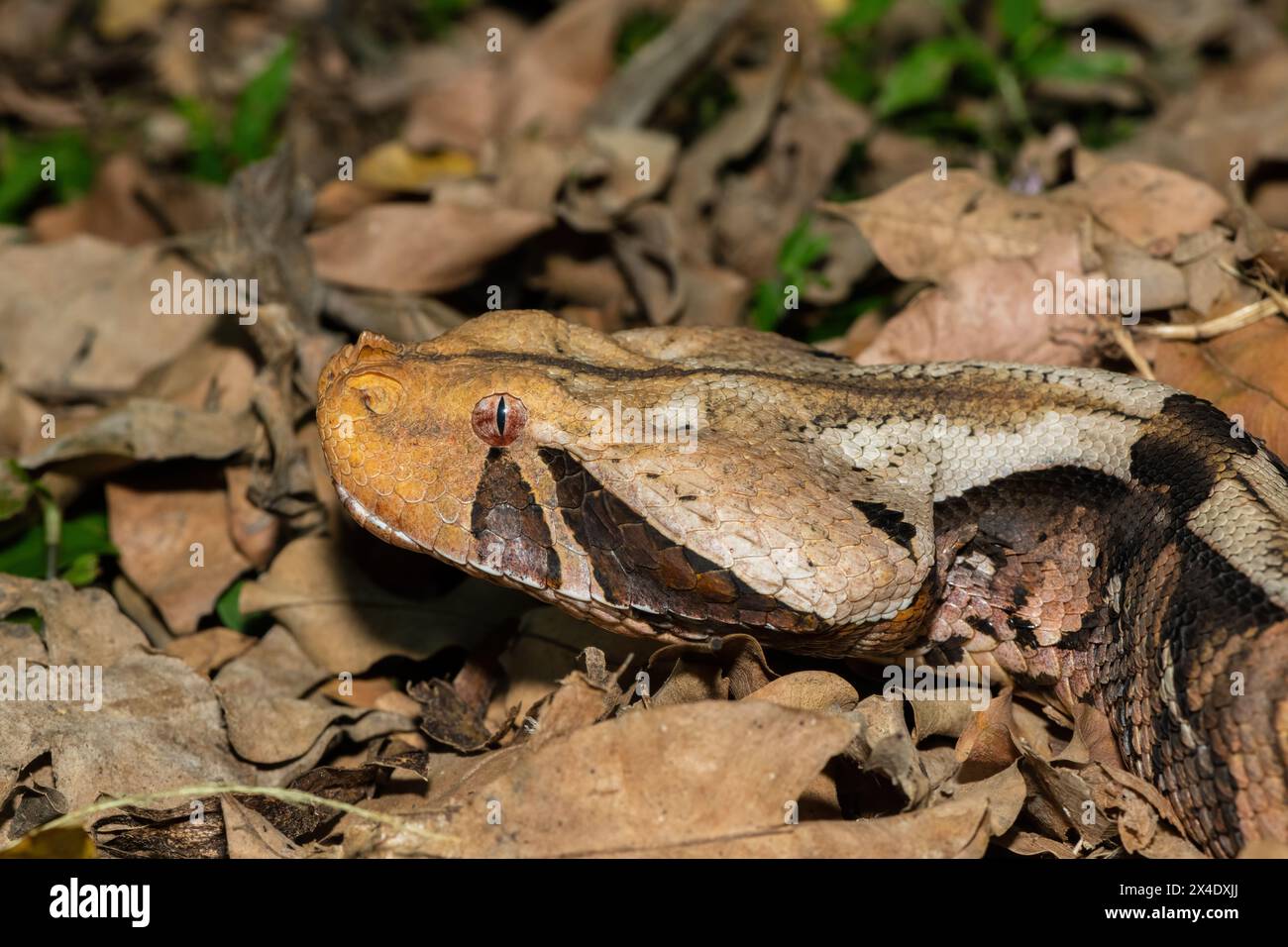 The beautiful camouflage of the Gaboon Adder (Bitis gabonica), also ...