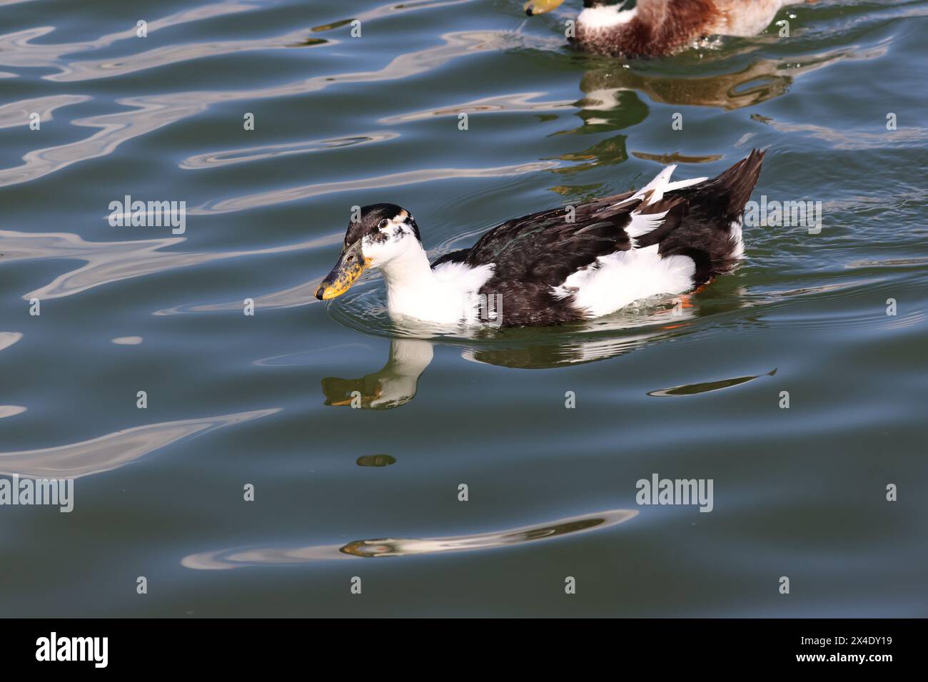 Sunny duck hi-res stock photography and images - Alamy