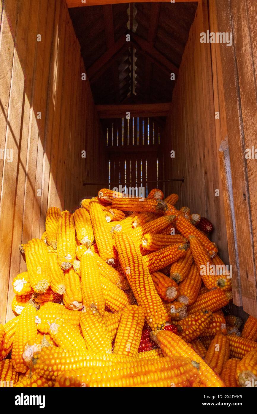 Romania, Transylvania, Carpathian Mountains. Corn cobs drying in shed ...