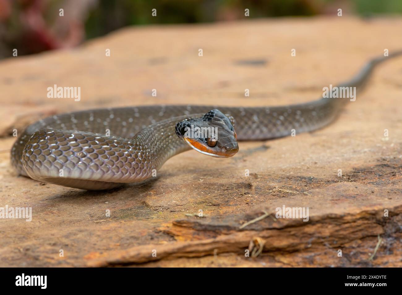An adult Red-lipped herald Snake (Crotaphopeltis hotamboeia) in a ...