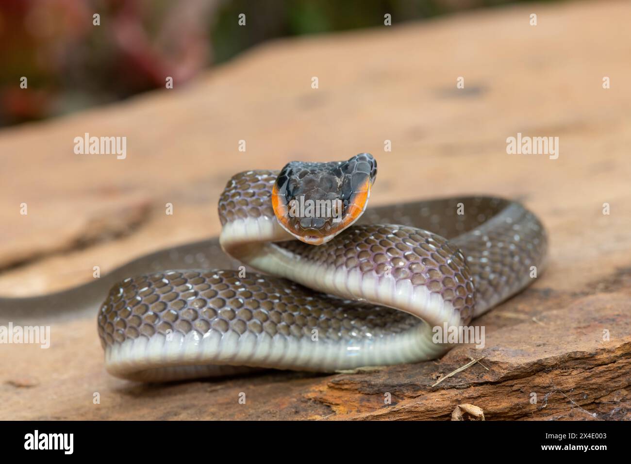 An adult Red-lipped herald Snake (Crotaphopeltis hotamboeia) in a ...