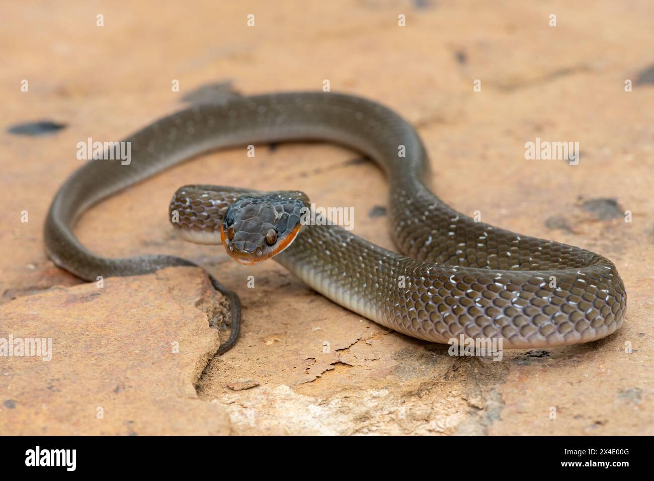 An adult Red-lipped herald Snake (Crotaphopeltis hotamboeia) in a ...