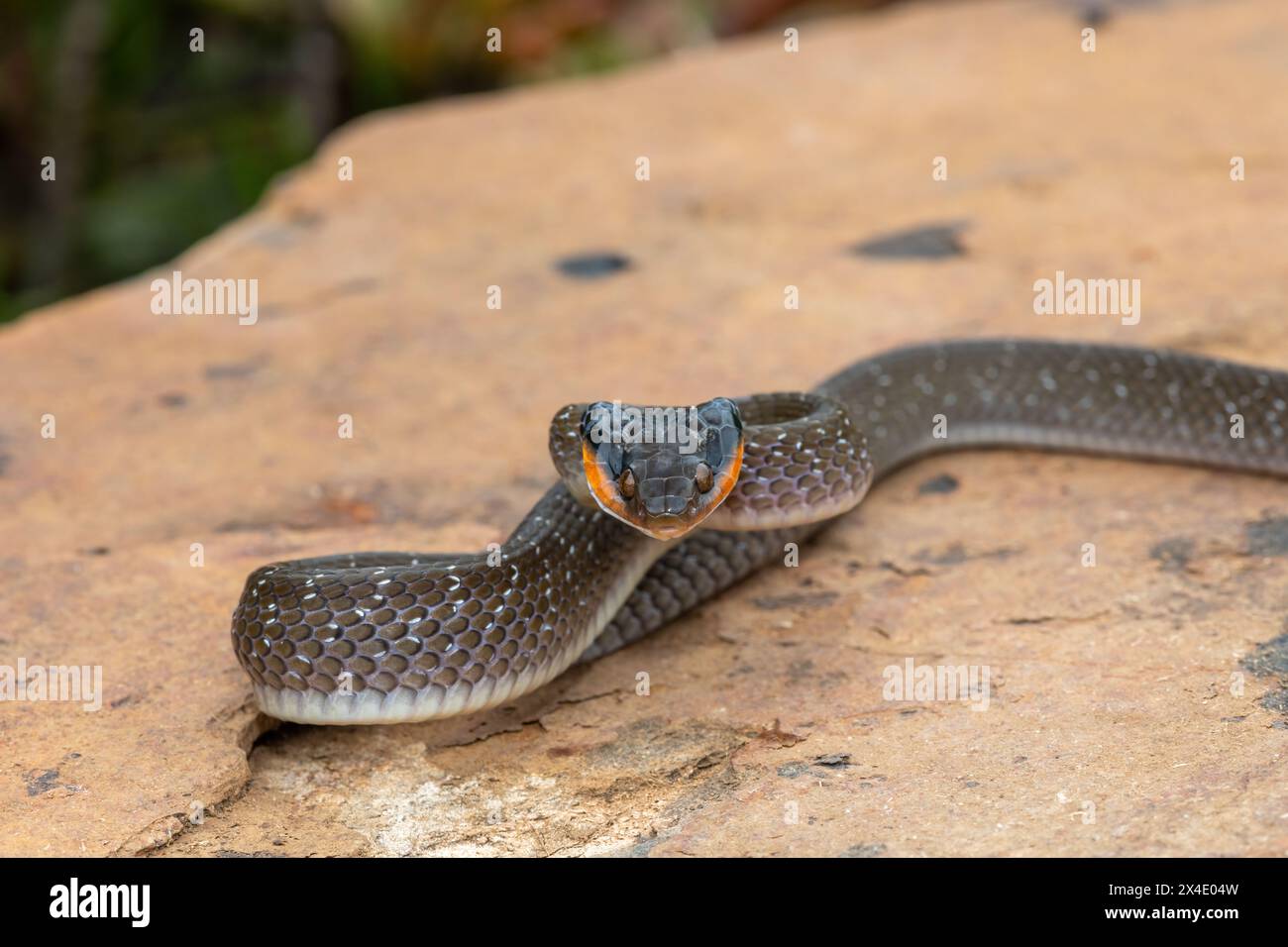 Venomous snake striking hi-res stock photography and images - Alamy