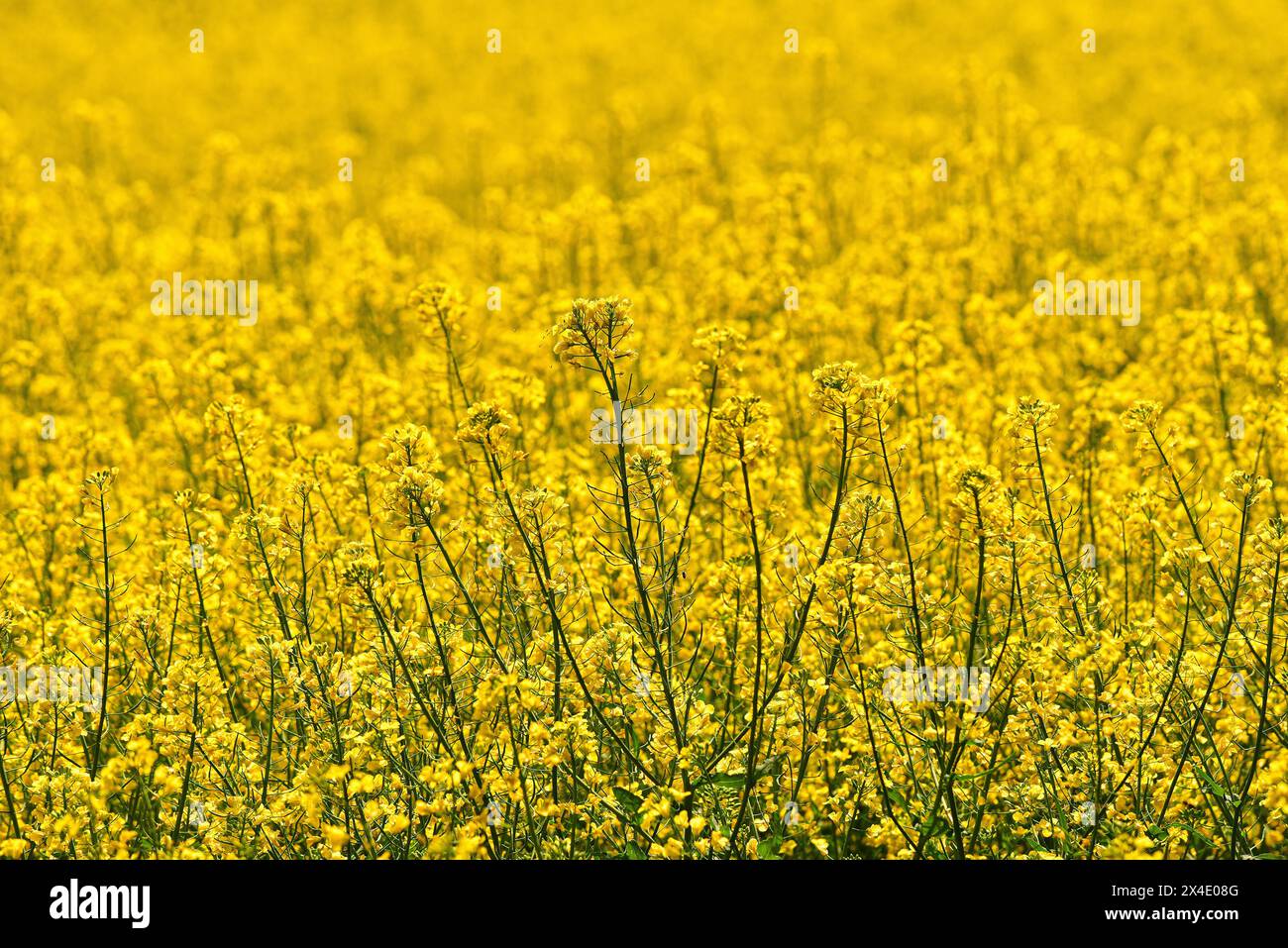 3334dxyp hi-res stock photography and images - Alamy