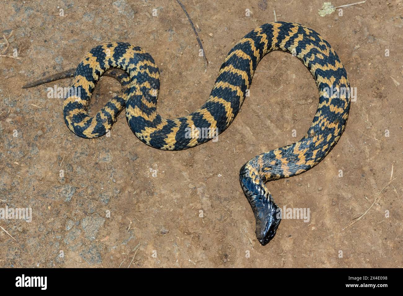 A beautiful banded rinkhals (Hemachatus haemachatus), also known as the ...