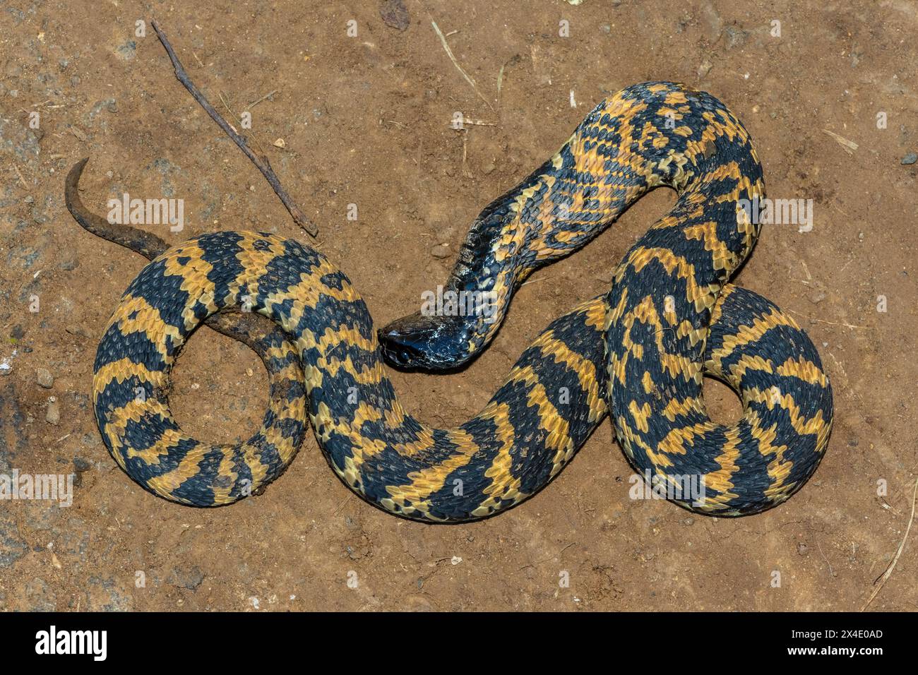 A beautiful banded rinkhals (Hemachatus haemachatus), also known as the ...