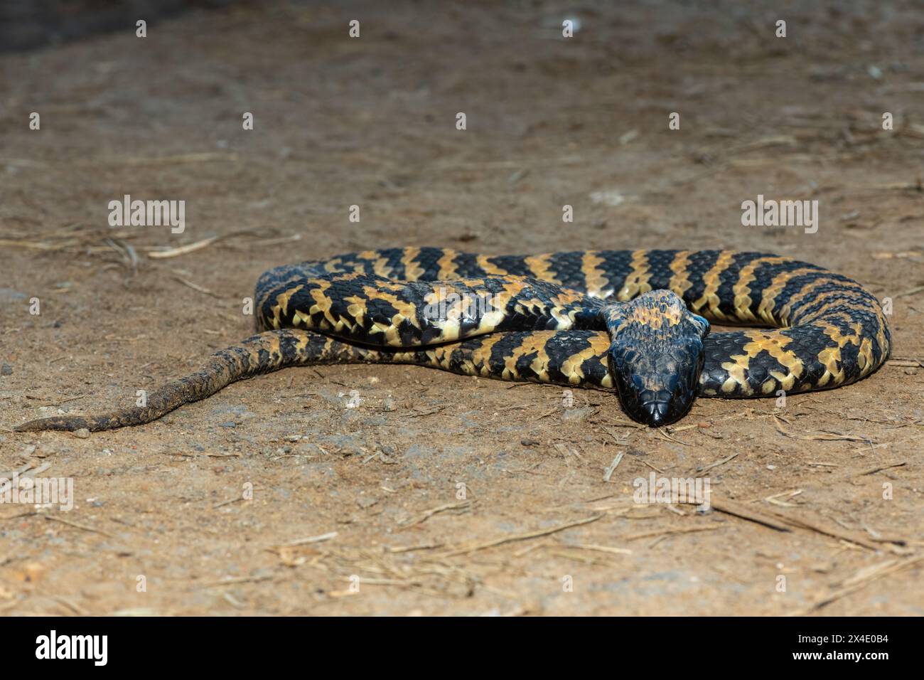 A beautiful banded rinkhals (Hemachatus haemachatus), also known as the ...