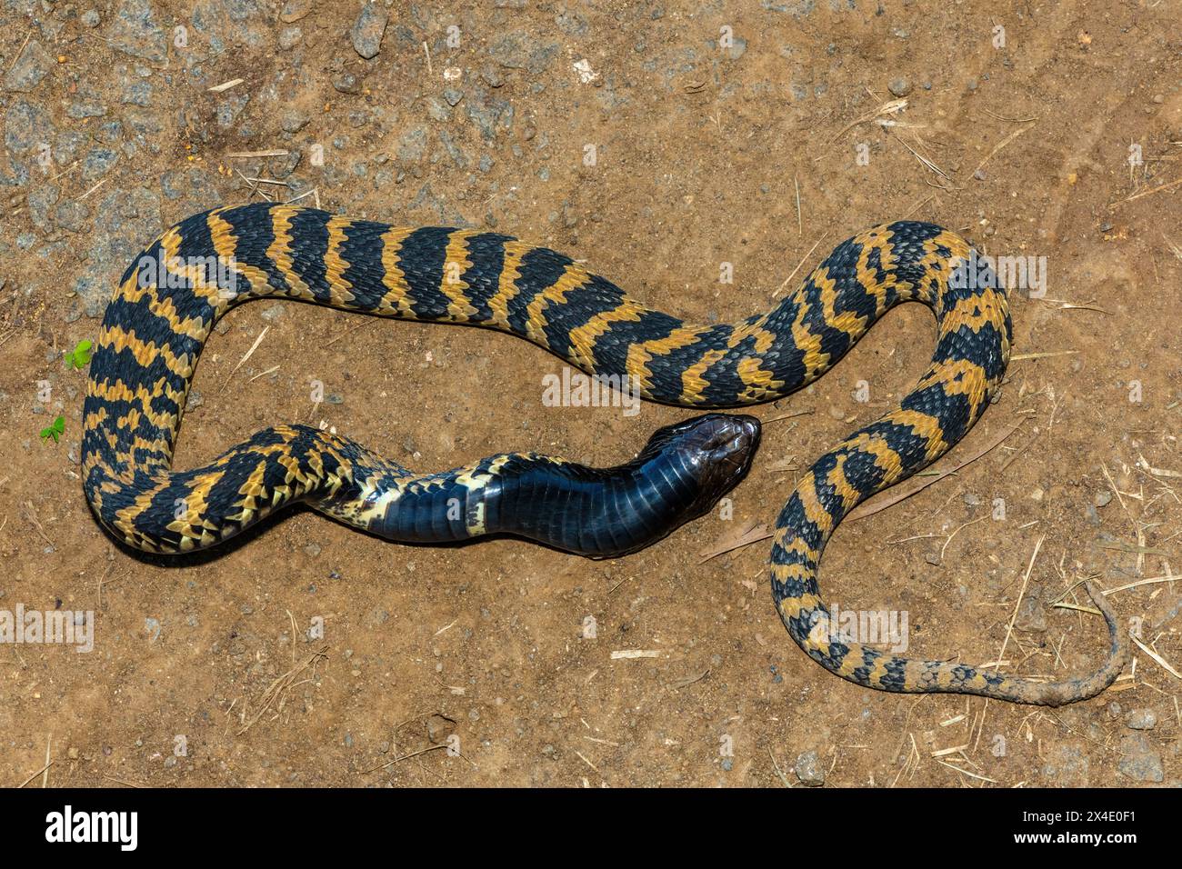 Rinkhals (Hemachatus haemachatus), also known as the ringhals or ring ...