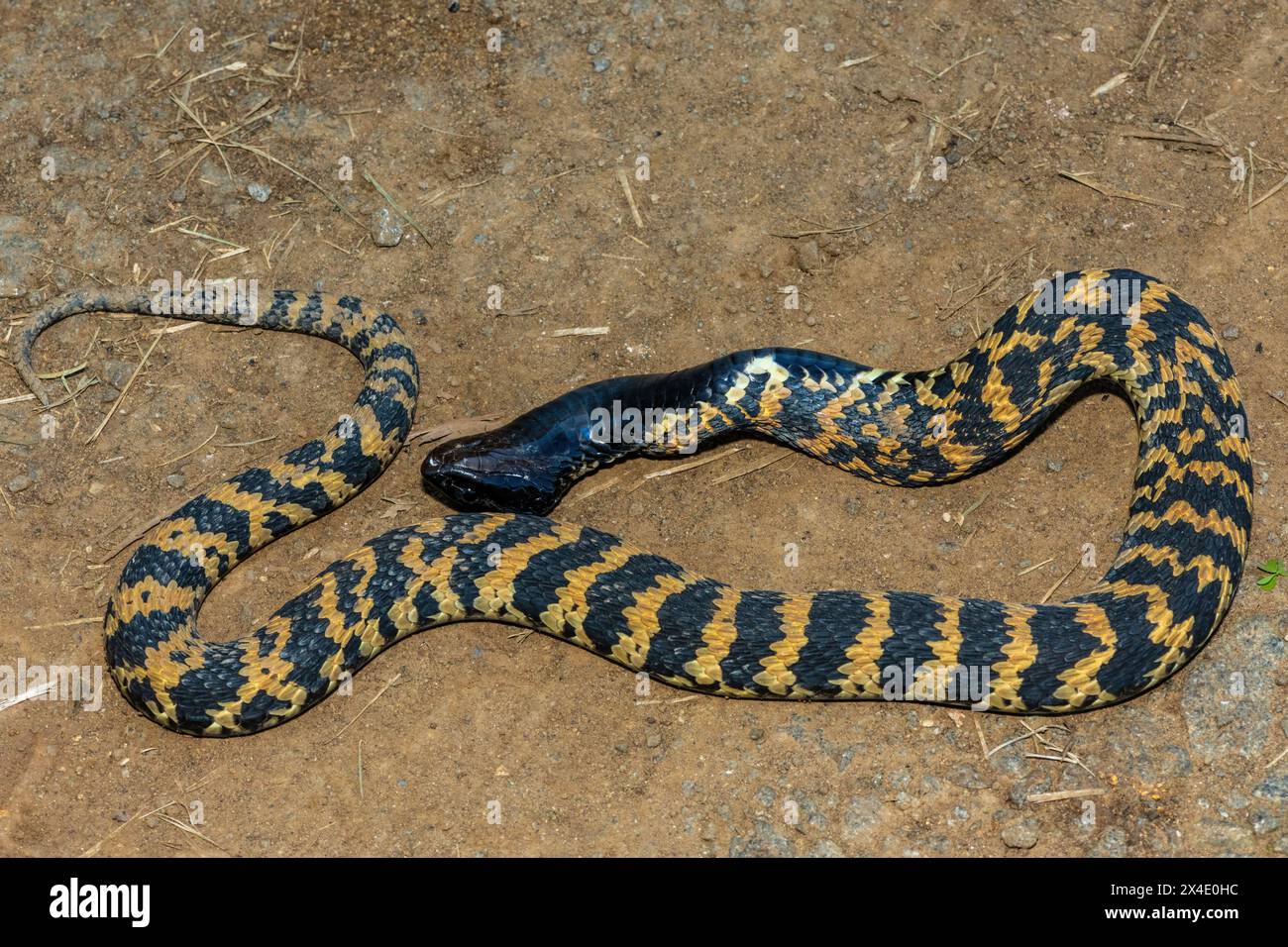 A beautiful banded rinkhals (Hemachatus haemachatus), also known as the ...
