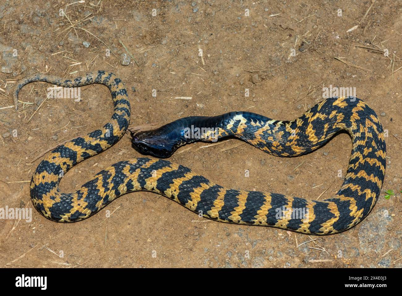 Rinkhals hi-res stock photography and images - Alamy