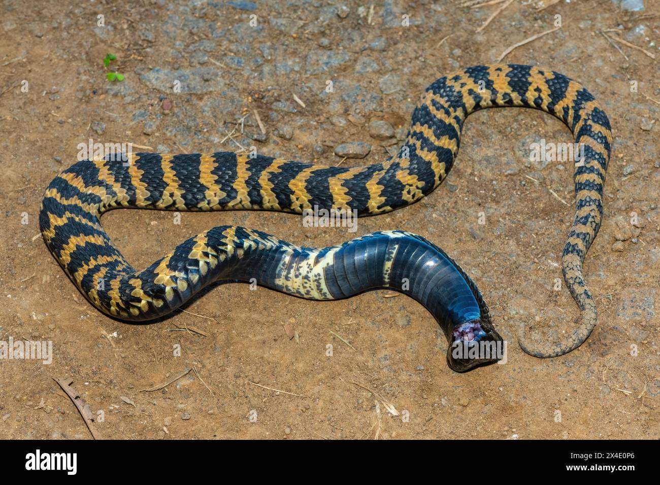 Rinkhals (Hemachatus haemachatus), also known as the ringhals or ring ...